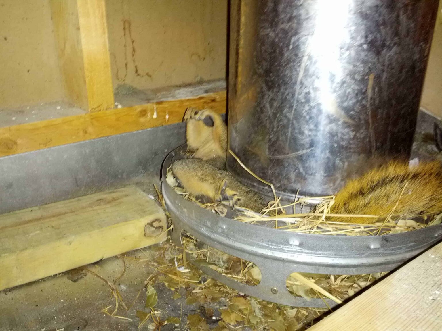 Boulder Animal Removal | Animal Removal Boulder