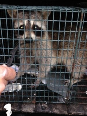Raccoon Control 101 - How to Remove a Raccoon